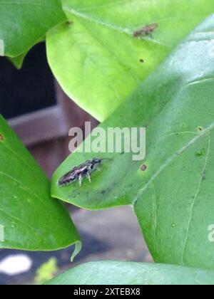 Tiphiid Flower Wasps (Tiphiidae) Insecta Stock Photo - Alamy