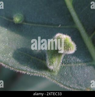 wild-medlar (Vangueria infausta) Plantae Stock Photo - Alamy