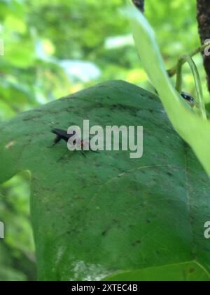 Long-tailed Dance Fly (Rhamphomyia longicauda) Insecta Stock Photo - Alamy