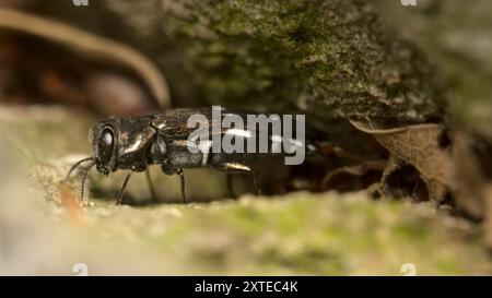 (Agrilus ater) Insecta Stock Photo - Alamy
