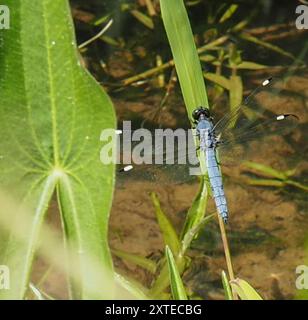 Spangled Skimmer (Libellula cyanea) Insecta Stock Photo - Alamy