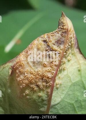 orange wheat rust (Puccinia recondita) Fungi Stock Photo - Alamy