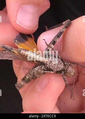 Plains Yellow-winged Grasshopper (Arphia simplex) Insecta Stock Photo ...