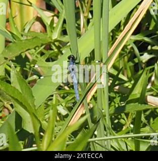 Spangled Skimmer (Libellula cyanea) Insecta Stock Photo - Alamy