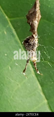 Feather-legged Spiders (Uloborus) Arachnida Stock Photo - Alamy