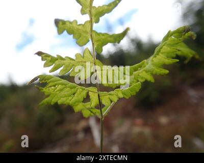 oak ferns (Gymnocarpium) Plantae Stock Photo - Alamy