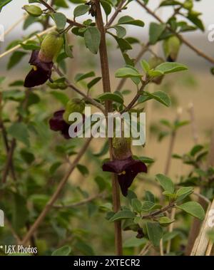 Black Sunbell (Tinnea aethiopica) Plantae Stock Photo - Alamy