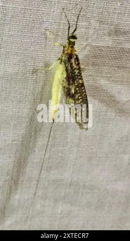 Green Drakes (Ephemera) Insecta Stock Photo - Alamy