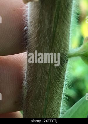 velvetweed (Oenothera curtiflora) Plantae Stock Photo - Alamy