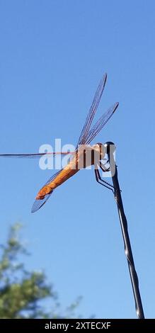 Chasers and King Skimmers (Libellula) Insecta Stock Photo - Alamy