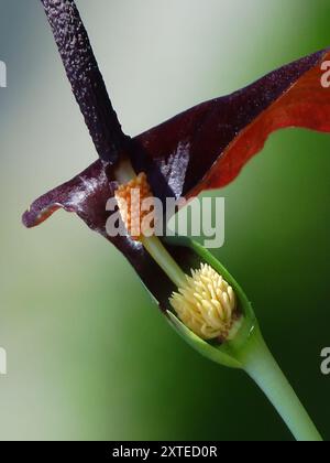 Divaricate Typhonium (Typhonium blumei) Plantae Stock Photo - Alamy
