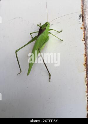 Oblong-winged Katydids (Amblycorypha oblongifolia) Insecta Stock Photo ...