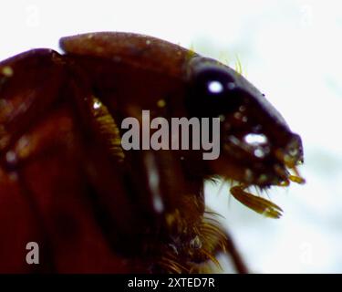 Asiatic Garden Beetle (Maladera formosae) Insecta Stock Photo - Alamy