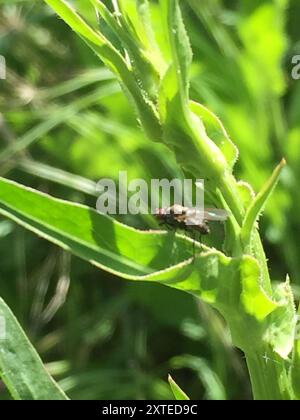 Tiger Flies (Coenosia) Insecta Stock Photo - Alamy