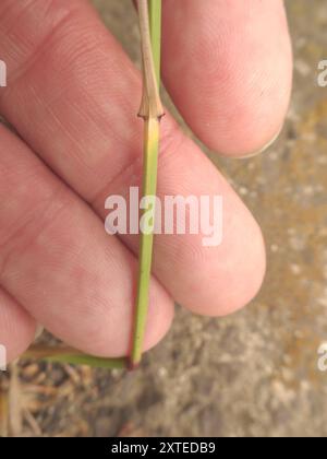 Canada bluegrass (Poa compressa) Plantae Stock Photo - Alamy