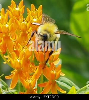 Perplexing Bumble Bee (Bombus perplexus) Insecta Stock Photo - Alamy