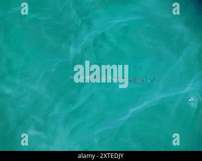 Houndfish (Tylosurus crocodilus) Actinopterygii Stock Photo - Alamy