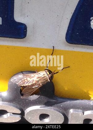 (Tabanus subsimilis) Insecta Stock Photo - Alamy