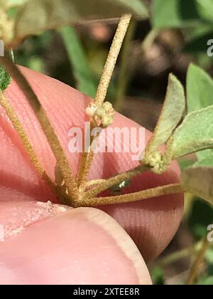 Prairie Tea (Croton monanthogynus) Plantae Stock Photo - Alamy