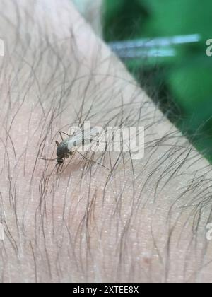 Inland Floodwater Mosquito (Aedes vexans) Insecta Stock Photo - Alamy