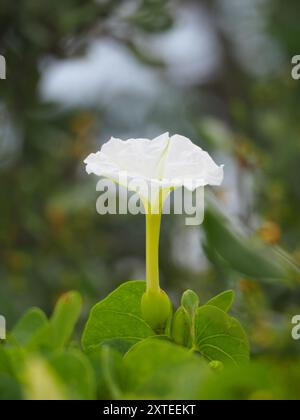 beach moonflower (Ipomoea violacea) Plantae Stock Photo - Alamy