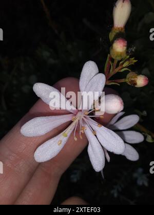 Tarflower (Bejaria racemosa) Plantae Stock Photo - Alamy