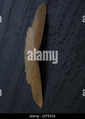 Tarata Looper (Xyridacma ustaria) Insecta Stock Photo - Alamy