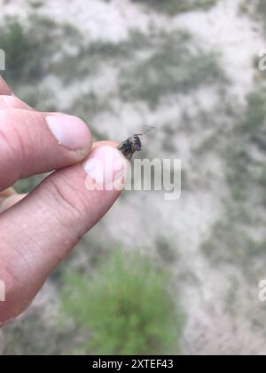 Little mesquite cicada (Pacarina puella) Insecta Stock Photo - Alamy