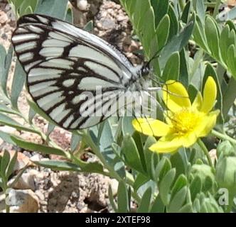 Himalayan Blackvein (Aporia leucodice) Insecta Stock Photo - Alamy