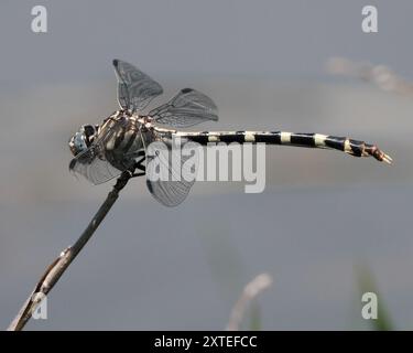 Four-striped Leaftail (Phyllogomphoides stigmatus Stock Photo - Alamy