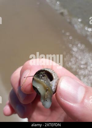 Turbinate Monodont (Phorcus turbinatus) Mollusca Stock Photo - Alamy