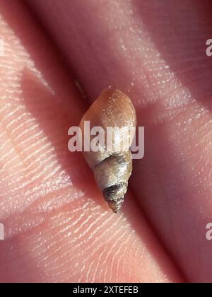 hybrid marsh pond snail (Stagnicola palustris) Mollusca Stock Photo - Alamy