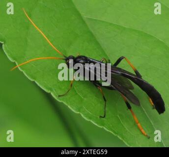 (Therion morio) Insecta Stock Photo - Alamy
