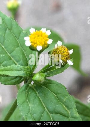 Gallant Soldier (Galinsoga parviflora) Plantae Stock Photo - Alamy