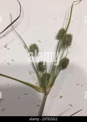 Pinebarren Flatsedge (Cyperus retrorsus) Plantae Stock Photo - Alamy