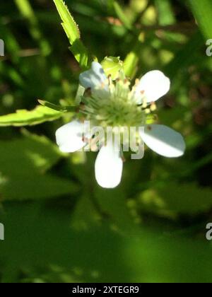 white avens (Geum canadense) Plantae Stock Photo - Alamy