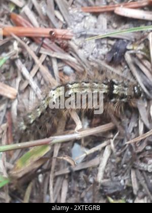 Lichen Moths (Lithosiini) Insecta Stock Photo - Alamy