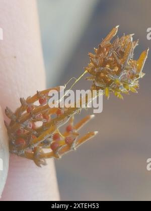 coral stonewort (Chara tomentosa) Plantae Stock Photo - Alamy