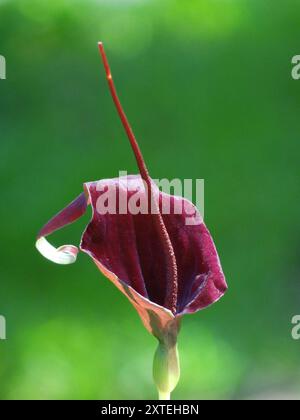 Divaricate Typhonium (Typhonium blumei) Plantae Stock Photo - Alamy