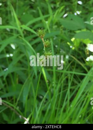 bur reed sedge (Carex sparganioides) Plantae Stock Photo - Alamy