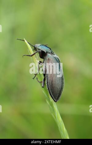 (Selatosomus gravidus) Insecta Stock Photo - Alamy