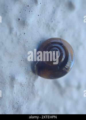 Typical Glass Snails (Oxychilus) Mollusca Stock Photo - Alamy