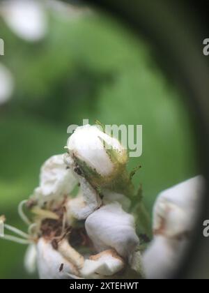 Canadian Hawthorn (Crataegus canadensis), Plantae, Laval, QC, Canada ...