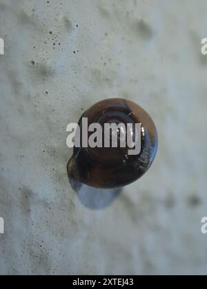 Typical Glass Snails (Oxychilus) Mollusca Stock Photo - Alamy