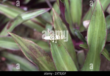 Common Spiny Flower Mantis (Pseudocreobotra wahlbergi) Insecta Stock ...