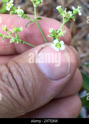 False Flowering Spurge (Euphorbia pubentissima) Plantae Stock Photo - Alamy