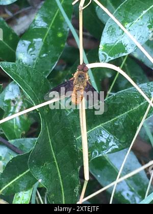 (Chrysanthrax cypris) Insecta Stock Photo - Alamy