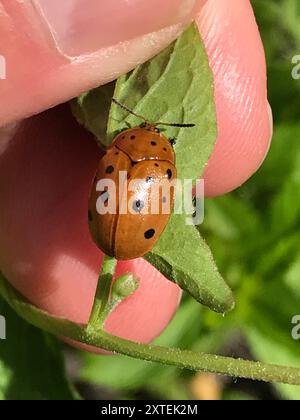 Argus Tortoise Beetle (Chelymorpha cassidea) Insecta Stock Photo - Alamy