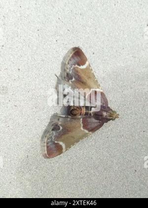 Meal moth (Pyralis farinalis) Insecta Stock Photo - Alamy