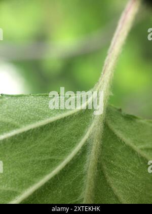 Canadian Hawthorn (Crataegus canadensis), Plantae, Laval, QC, Canada ...